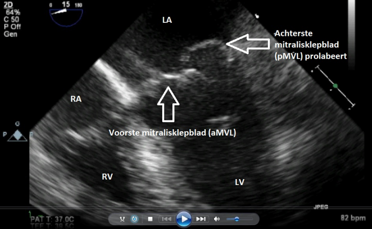 Cordiaal Multimedia 2-2013 – NVHVV